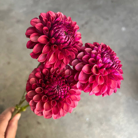 Dahlia Mission Gypsy – Flower Crush Farm